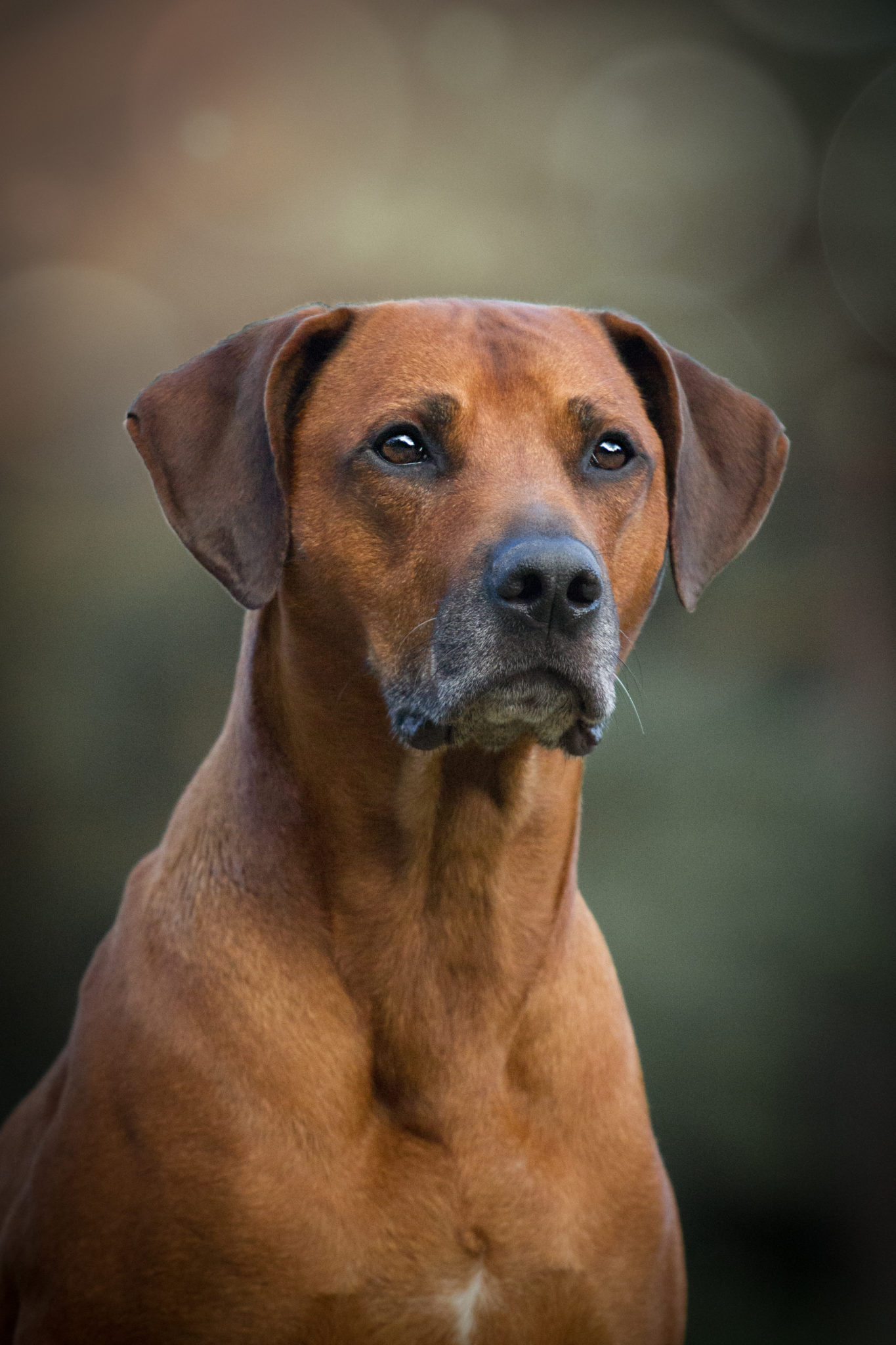 Onze honden - Oosterwoldhoeve Rhodesian Ridgeback en Scottish Deerhound ...