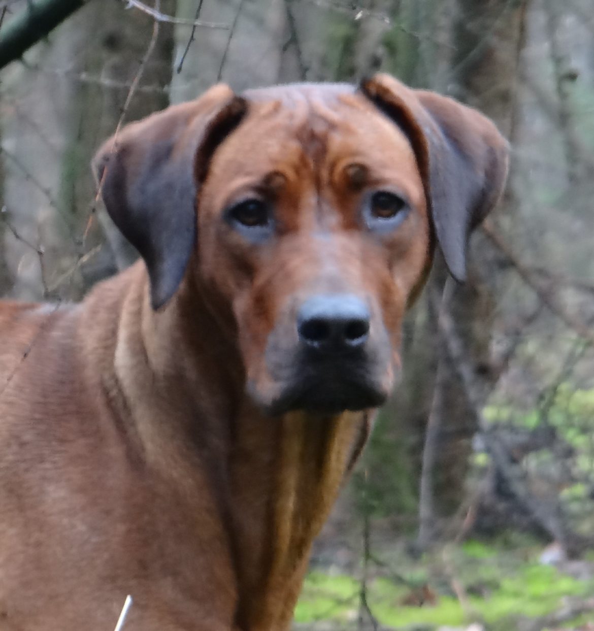 Onze honden - Oosterwoldhoeve Rhodesian Ridgeback en Scottish Deerhound ...